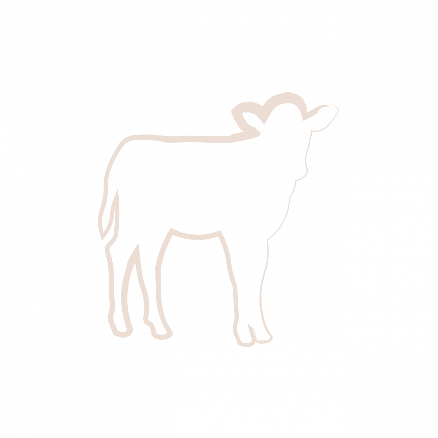 Our Dairy Beef Program - Greenham