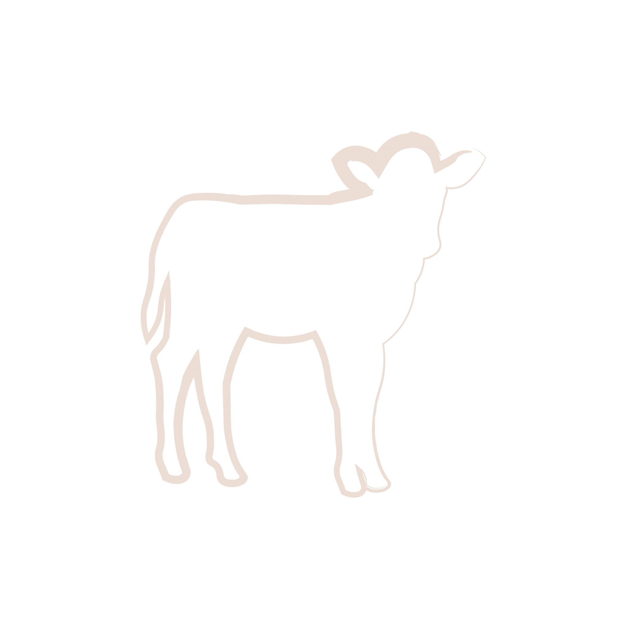 Our Dairy Beef Program - Greenham