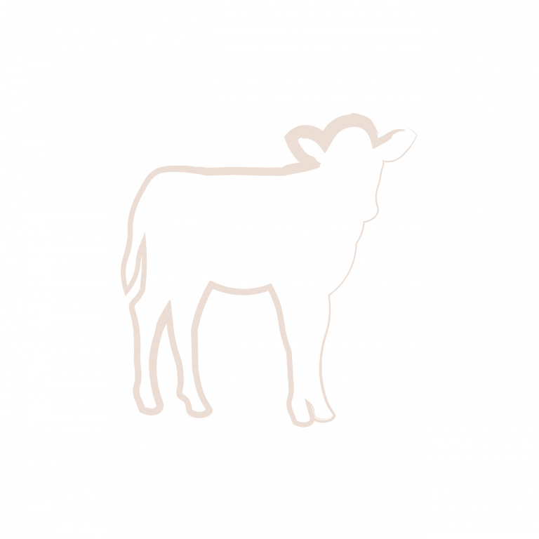 Our Dairy Beef Program - Greenham