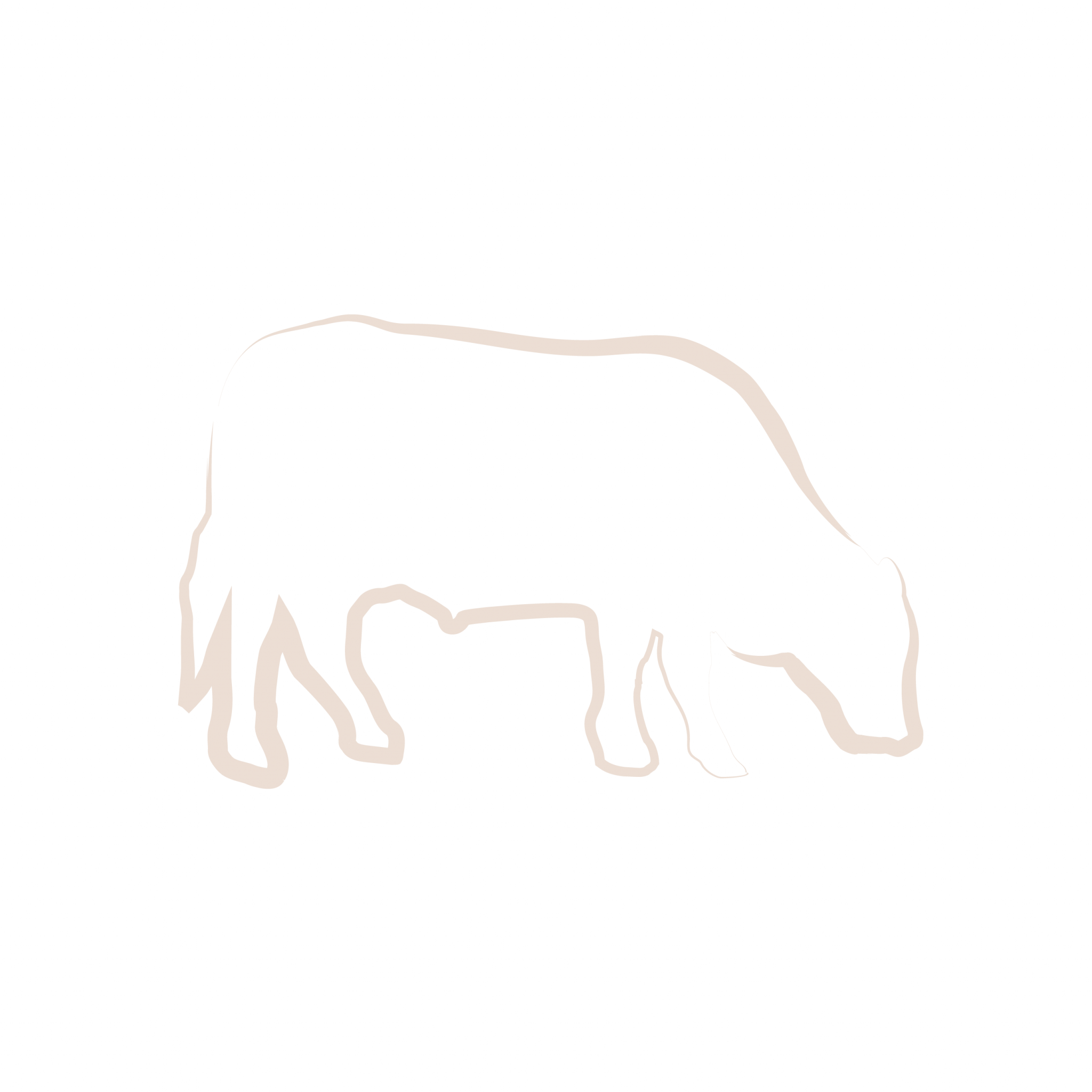 Our Dairy Beef Program - Greenham