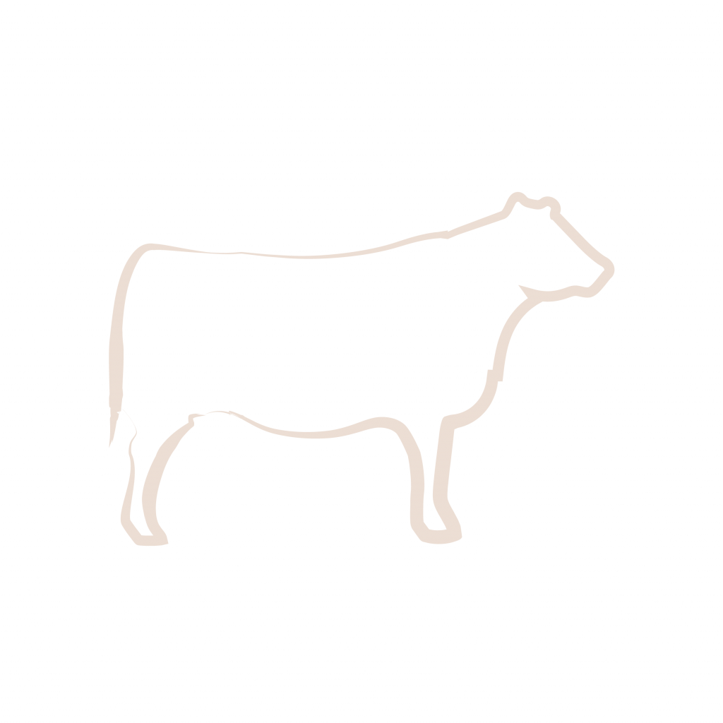 Our Dairy Beef Program - Greenham