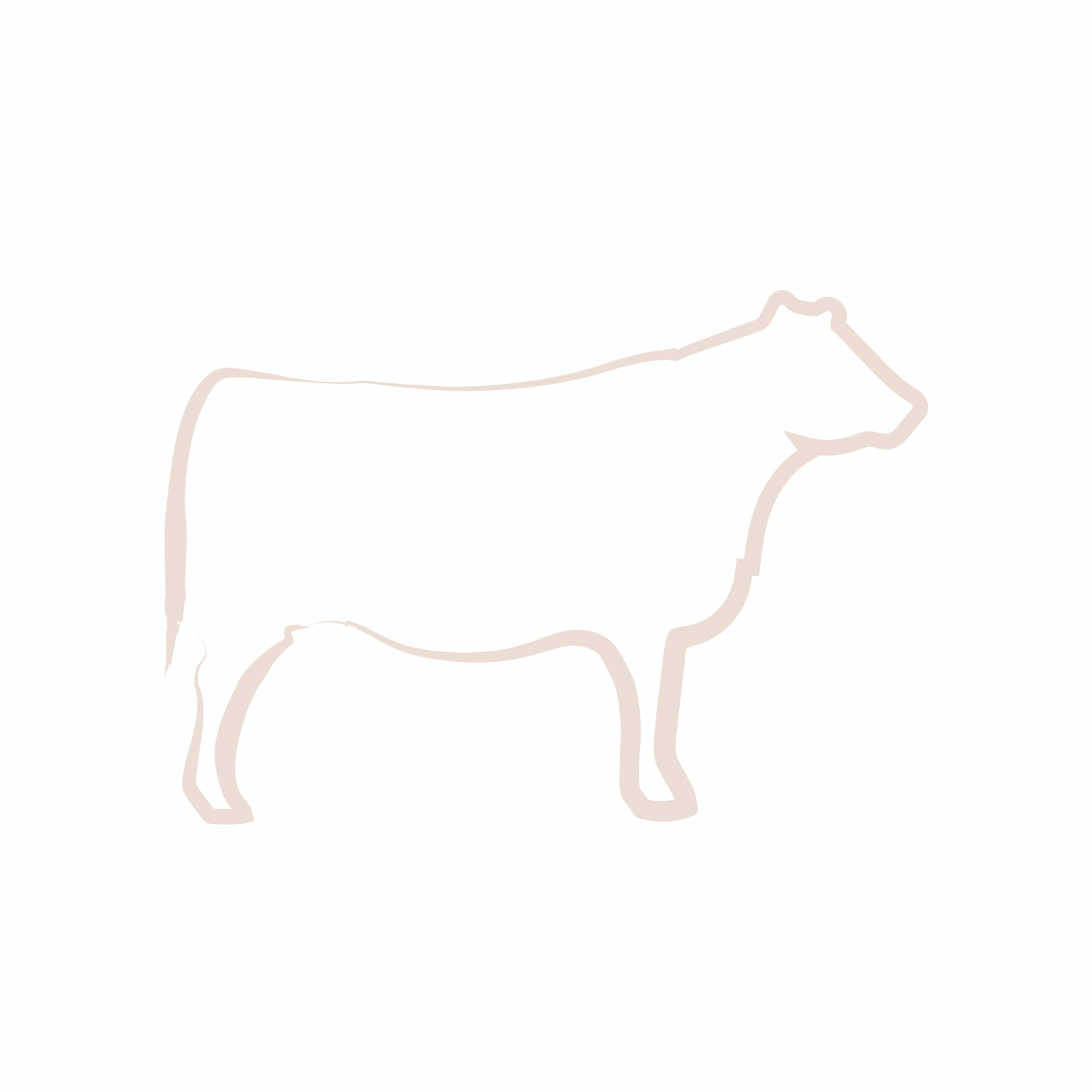 Our Dairy Beef Program - Greenham