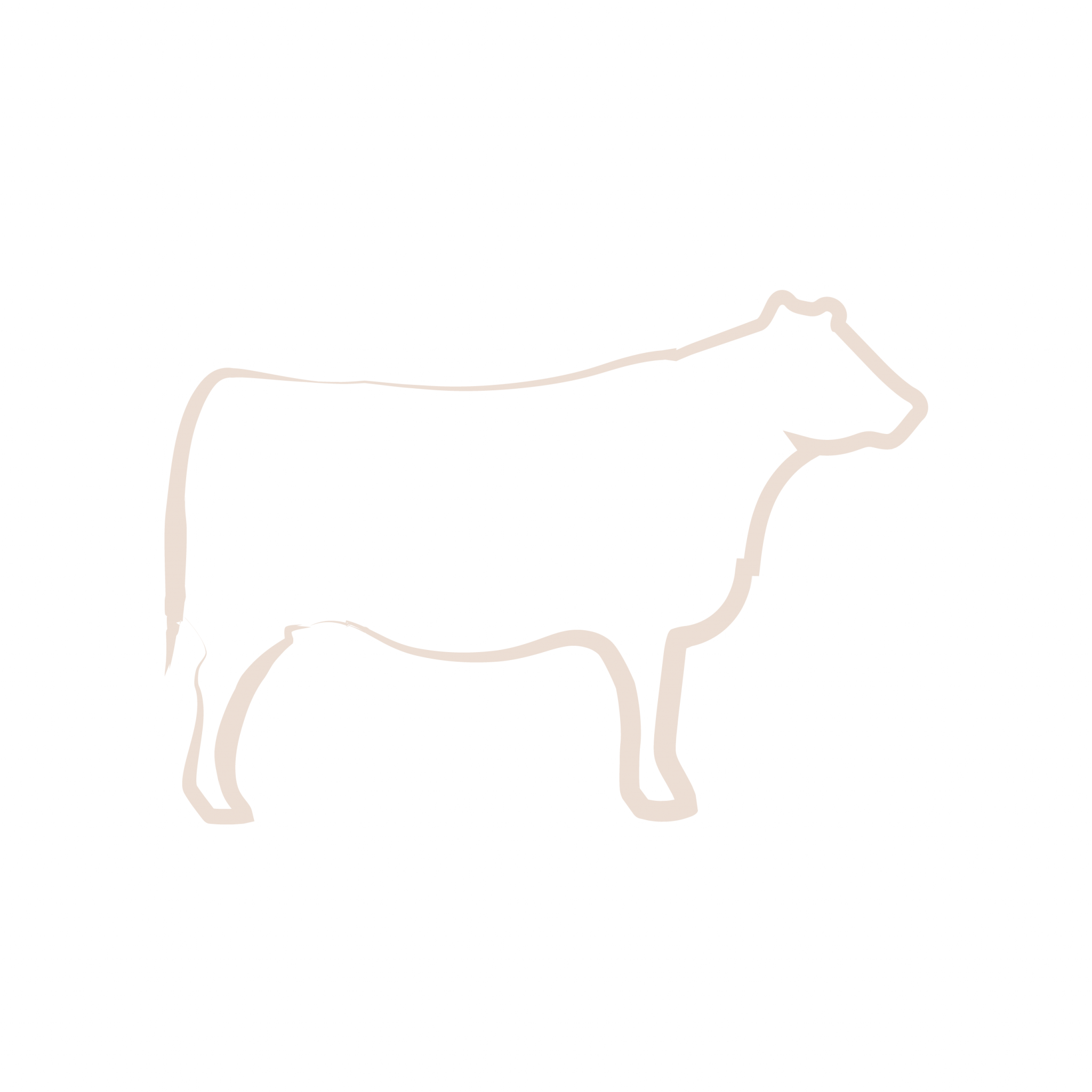 Our Dairy Beef Program - Greenham